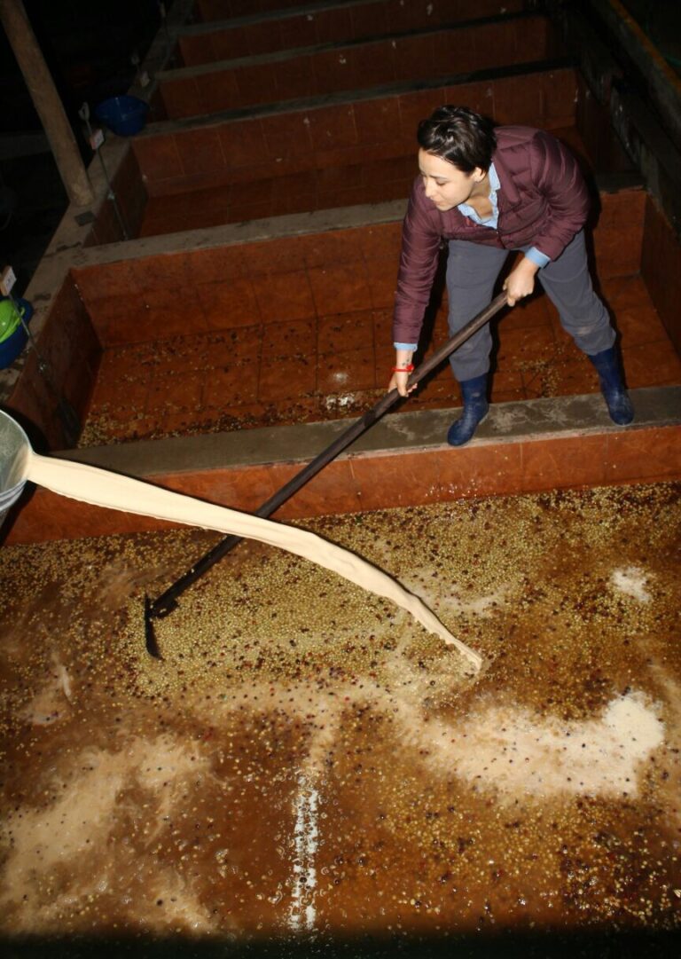Coffee co-fermentation gaining traction - Tea & Coffee Trade Journal