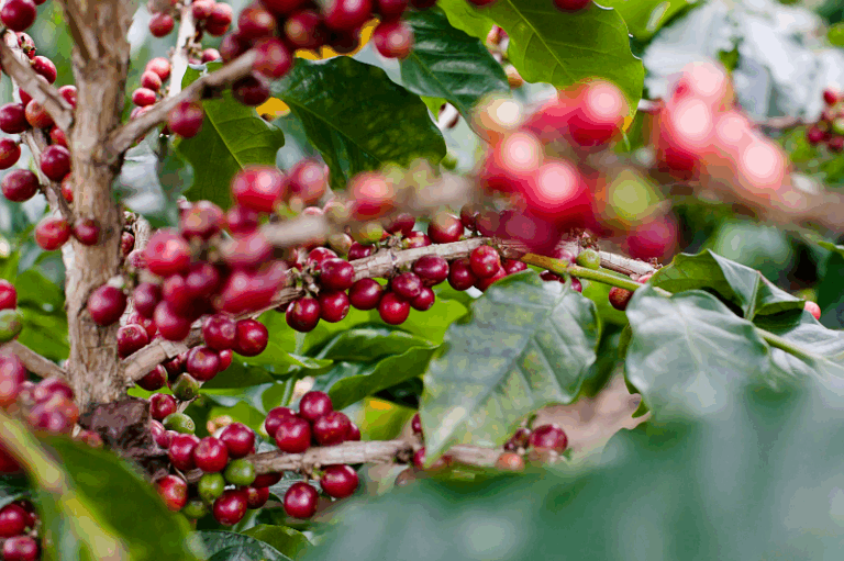 ICO reports that coffee prices trended downward in May - Tea & Coffee ...