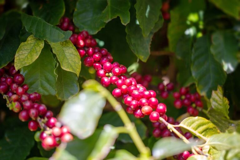 Morettino tests coffee growing in Sicily - Tea & Coffee Trade Journal