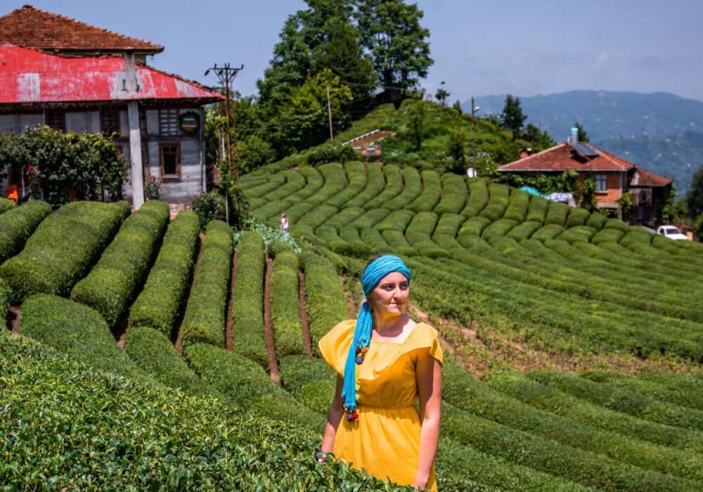 The rise and fall of the Caucasus tea industry - Tea & Coffee Trade Journal