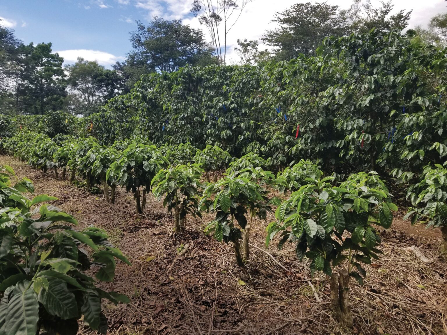 Costa Rica strives to remain at the top of global coffee map - Tea ...