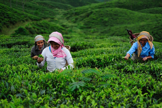 Teabox celebrates tea picking community with Kalpana 2022 First Flush ...