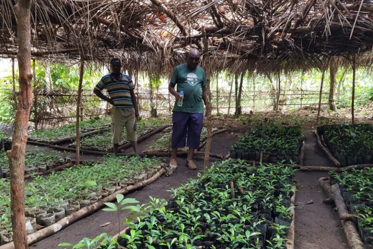 Progress made in climate-resistant coffee species in Sierra Leone - Tea ...