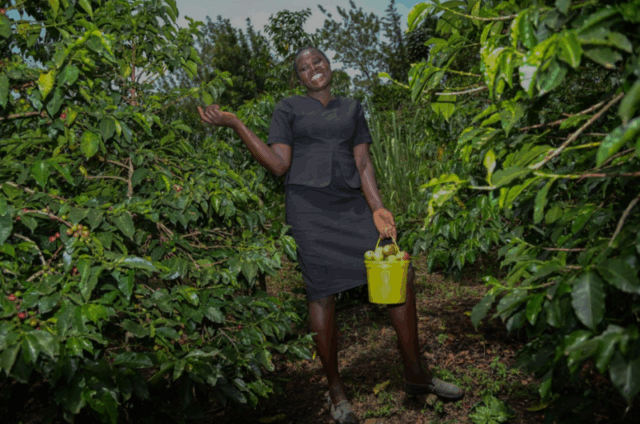 Farmers look to organic certified coffee for higher earnings in Africa ...