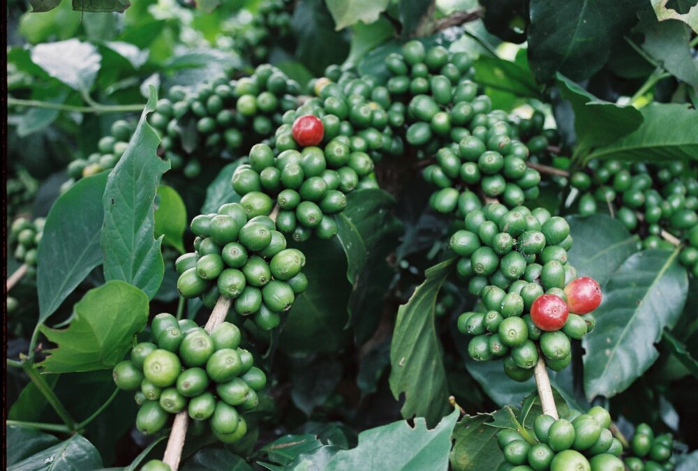 Louis Dreyfus & Jacobs Douwe Egberts Launch Sustainability Project in ...