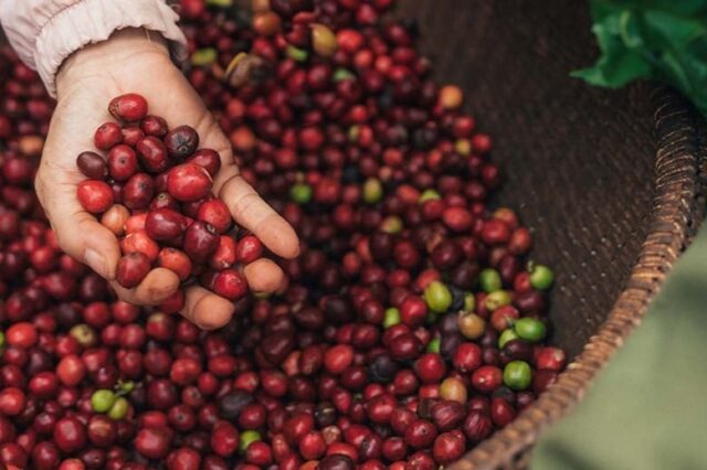 Coffee prices plummeted in June following the USDA’s report of another ...