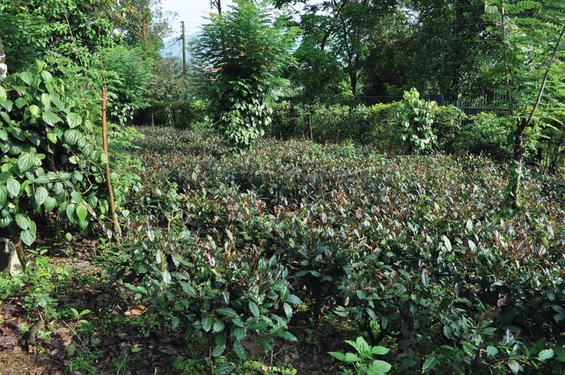 Raising the profile of Ceylon artisanal tea - Tea & Coffee Trade Journal
